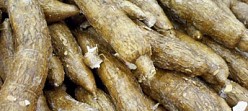 Manioc, produit méconnu - Kwanga Excellence